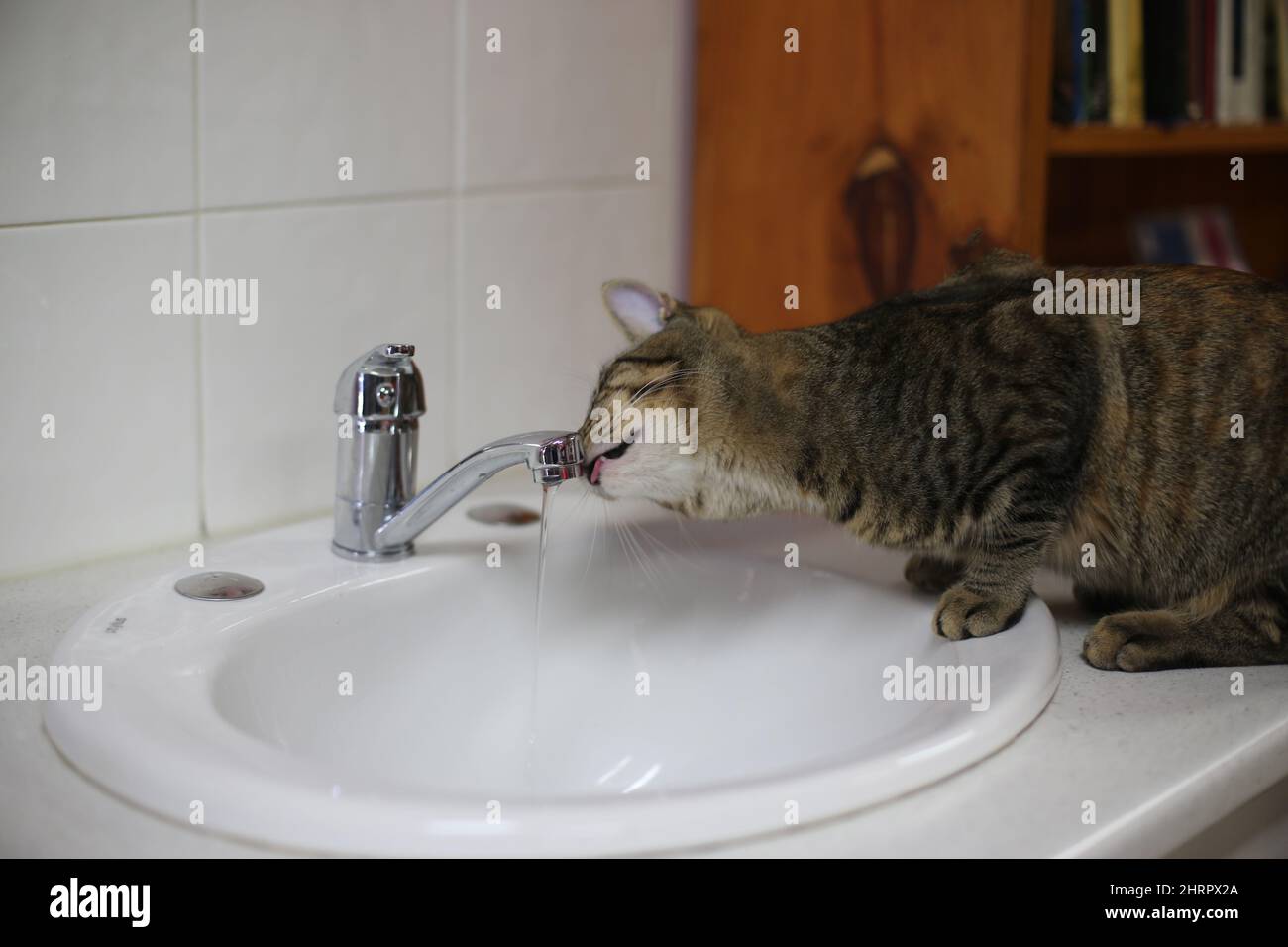 Cat drinking from tap hi-res stock photography and images - Alamy