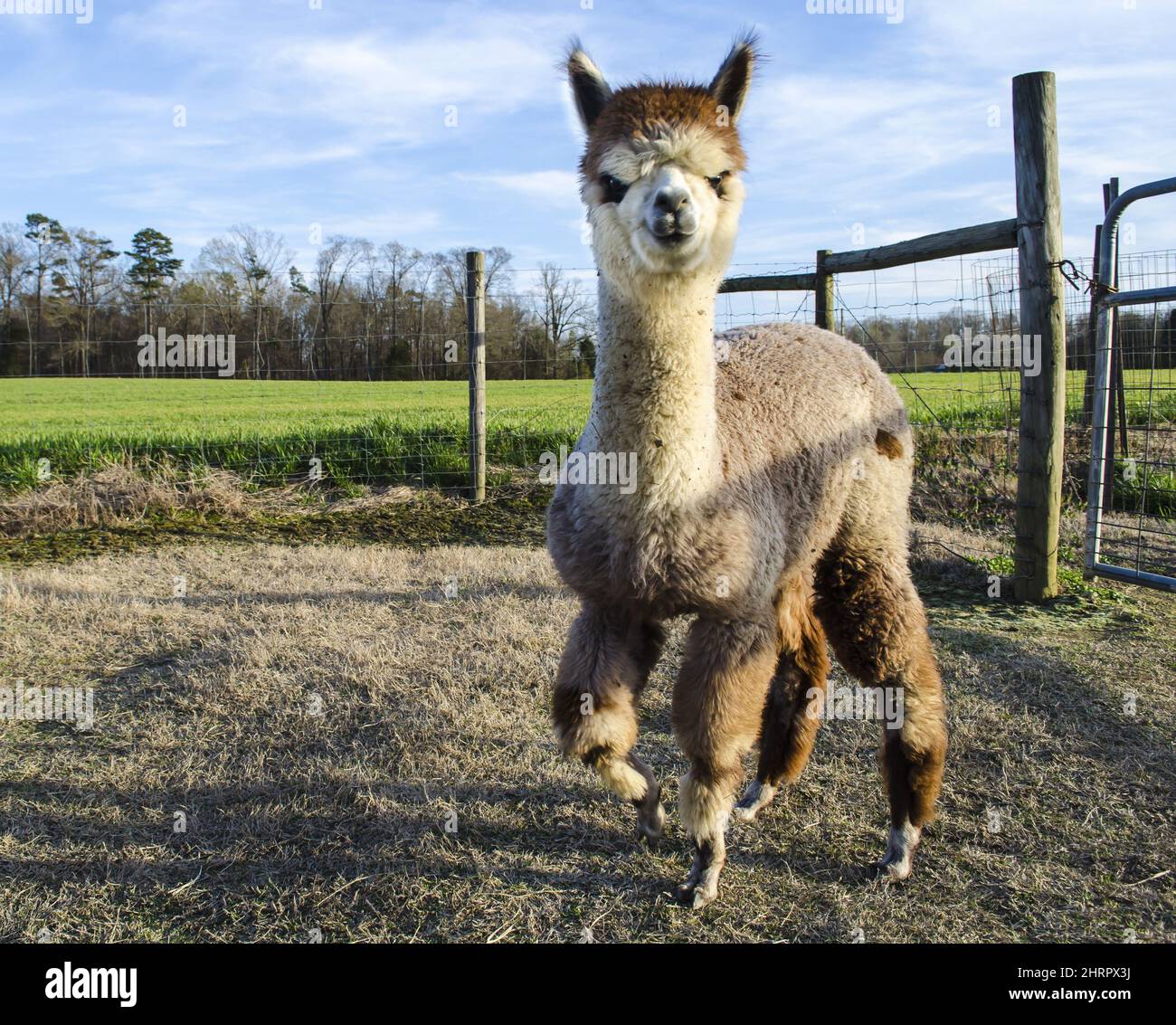 Closeup of an alpaca in an enclosure at a farm on a sunny day Stock ...