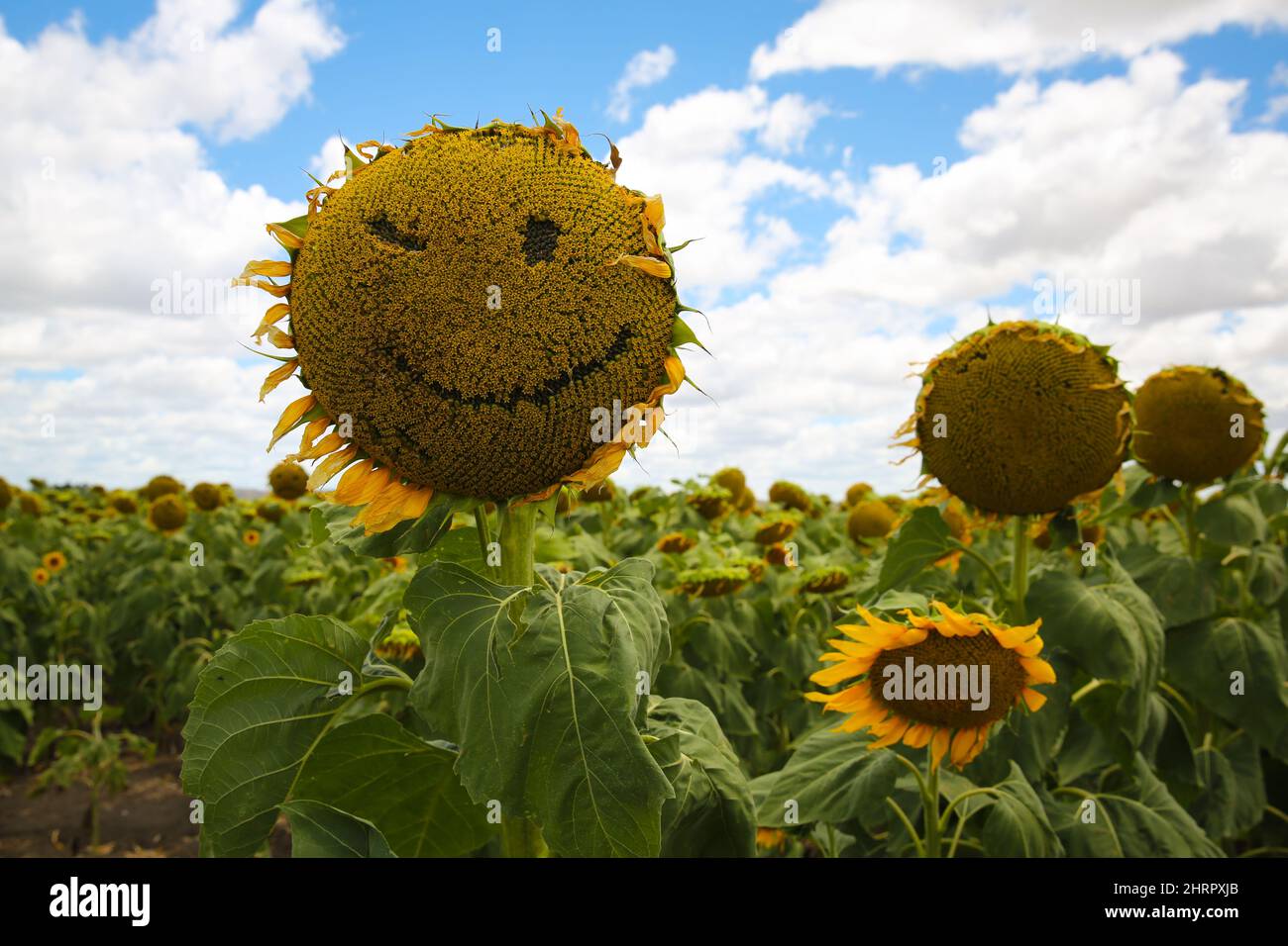 Winking sunflower seed hi-res stock photography and images - Alamy
