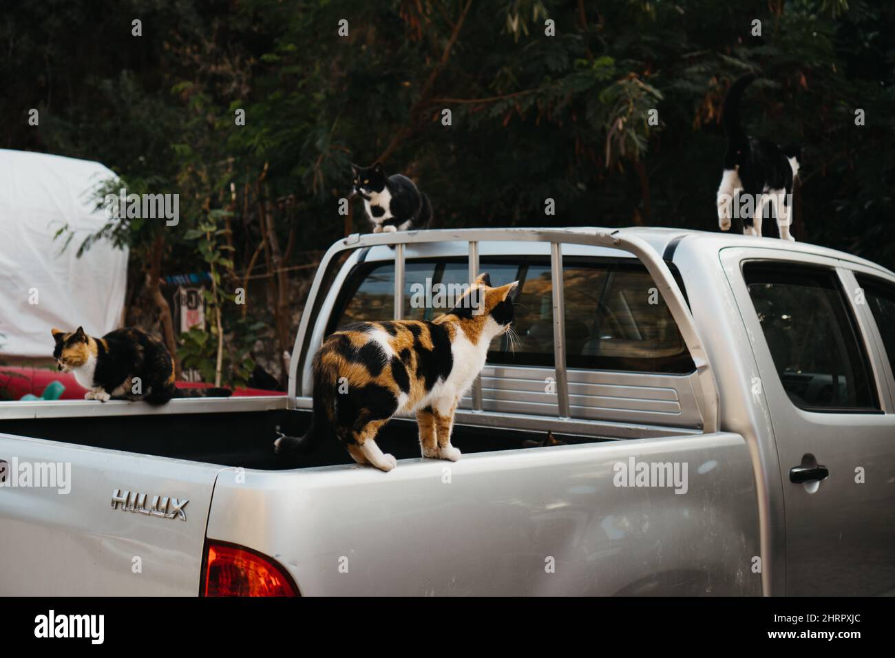 Group of cats sitting and walking on a Hilux pickup truck in Kas ...