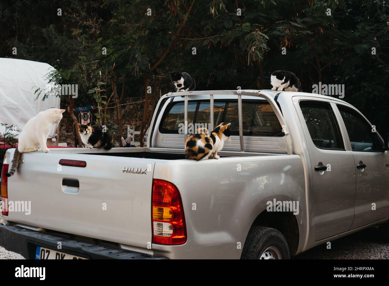 Group stray cats hi-res stock photography and images - Alamy