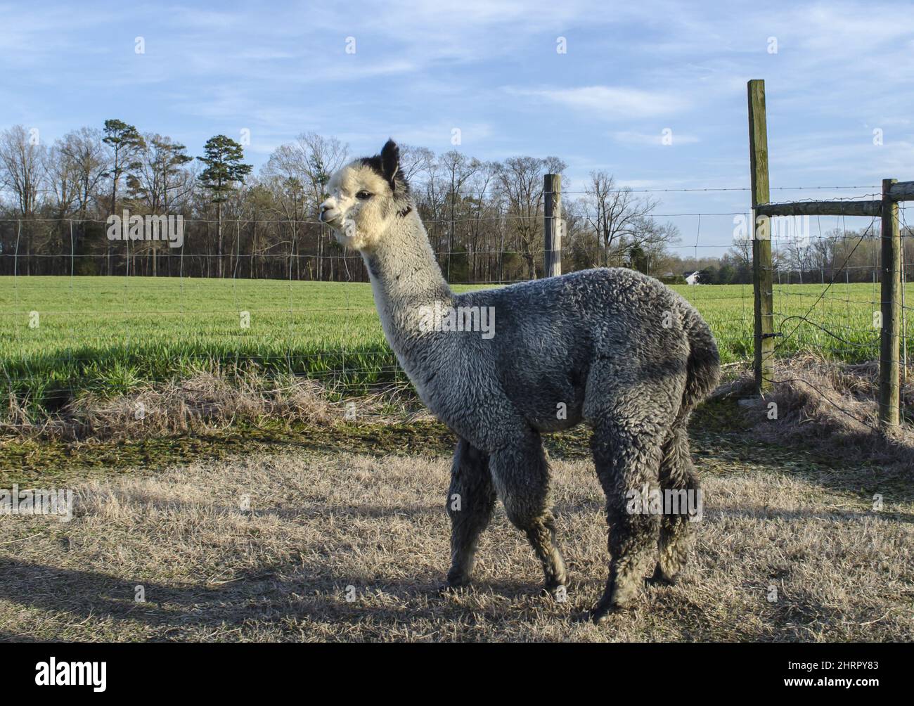 Closeup of an alpaca in an enclosure at a farm on a sunny day Stock ...