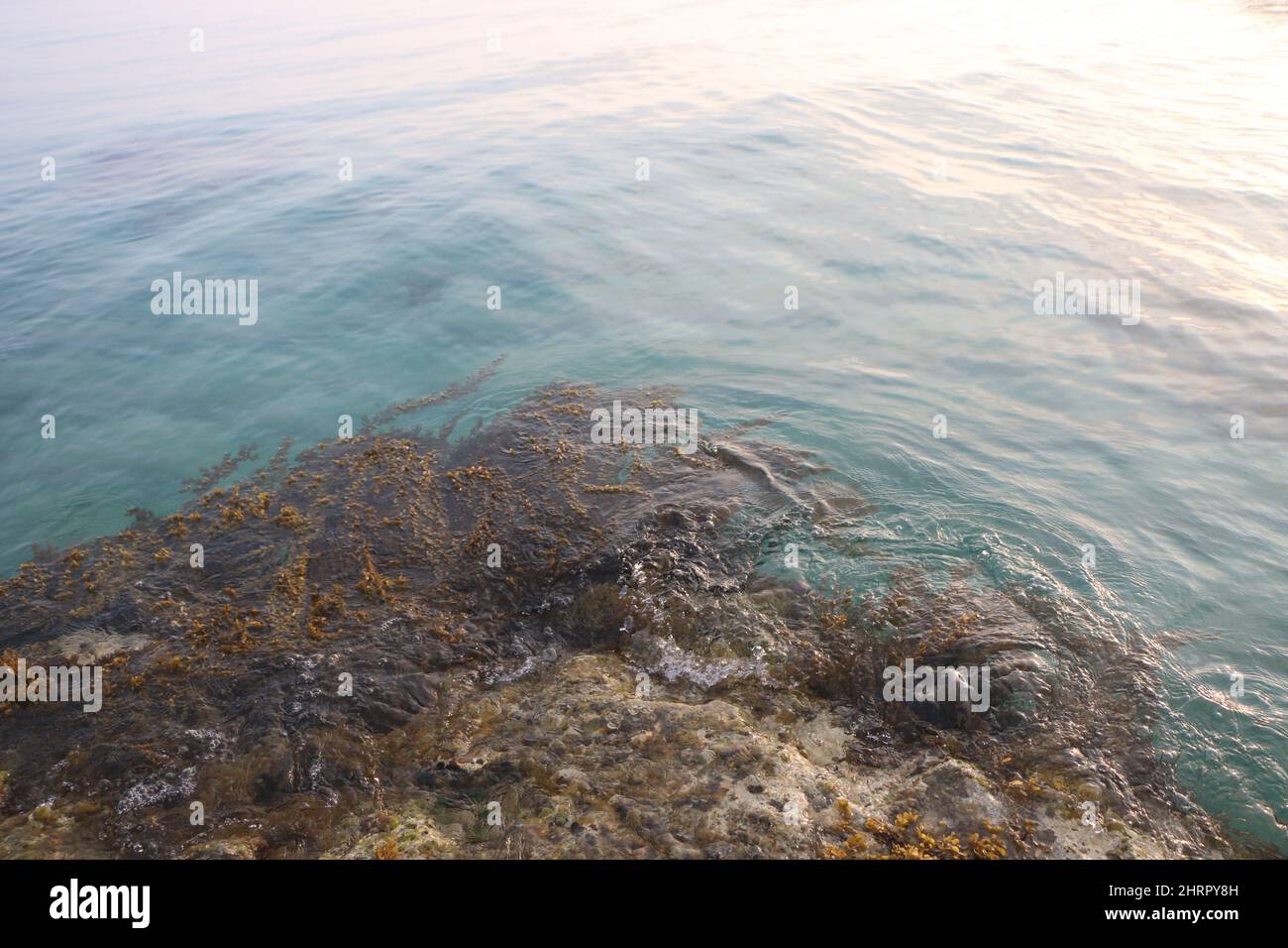 Tip of a narrow peninsula covered with seaweeds Stock Photo - Alamy