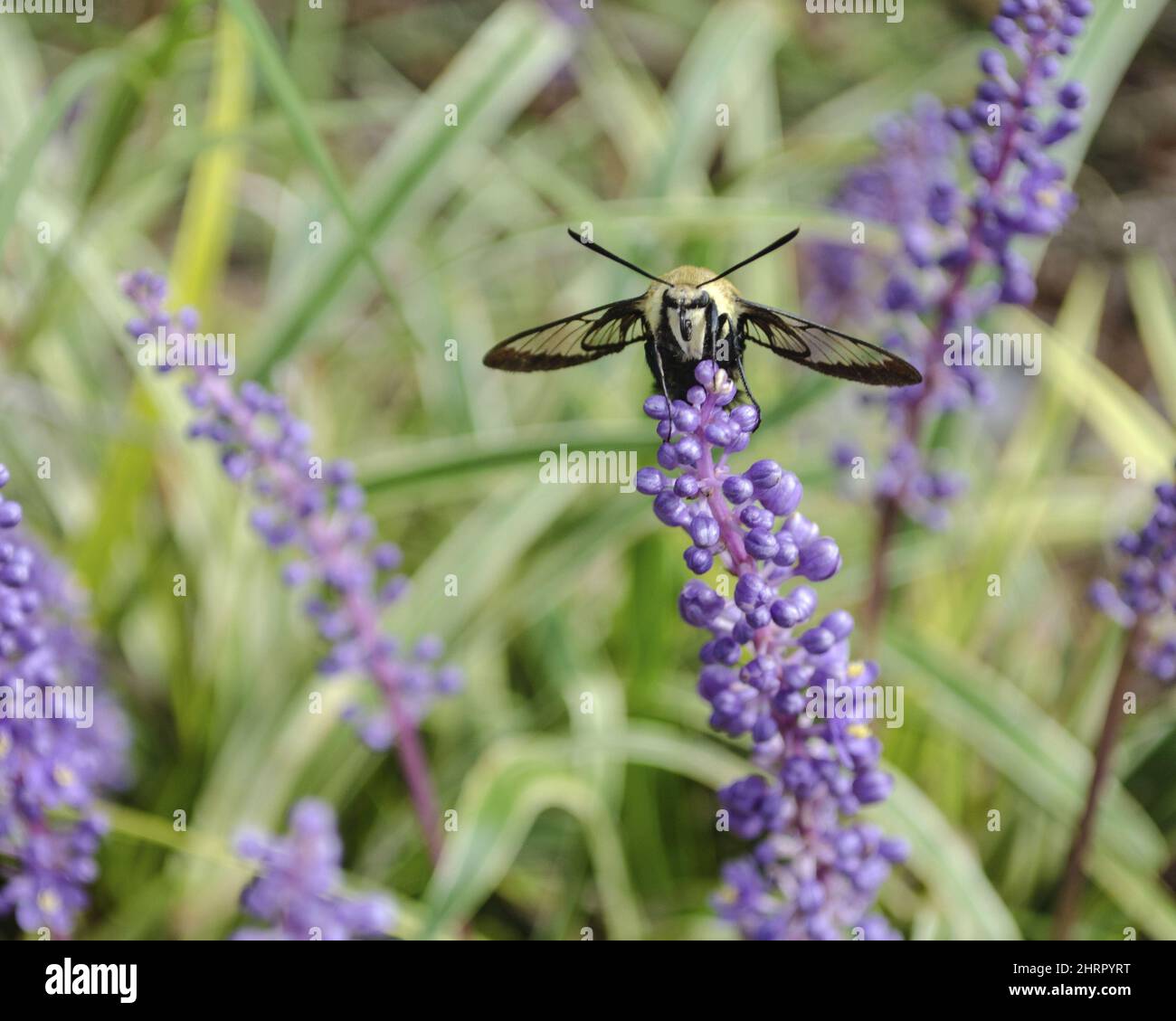 Soft focus of a snowberry clearwing moth on purple flowers at a garden ...