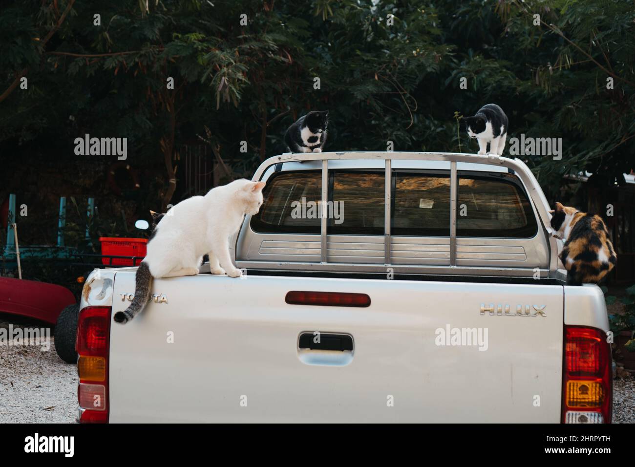 Group of cats sitting and walking on a Hilux pickup truck in Kas ...