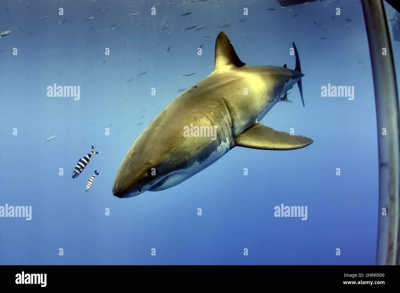 Closeup of a great white shark, in the blue waters of Guadalupe Island ...