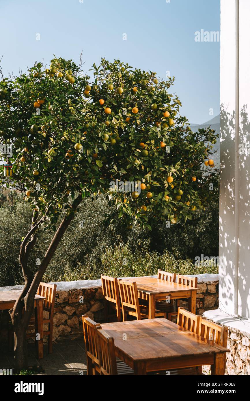 Tables under mandarin tree in a cozy Mediterranean restaurant Stock ...