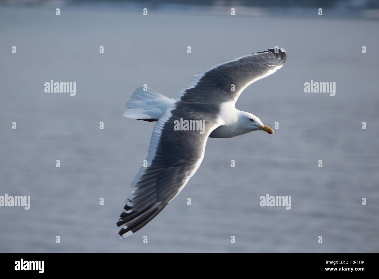 Beautiful shot flying black hi-res stock photography and images - Alamy