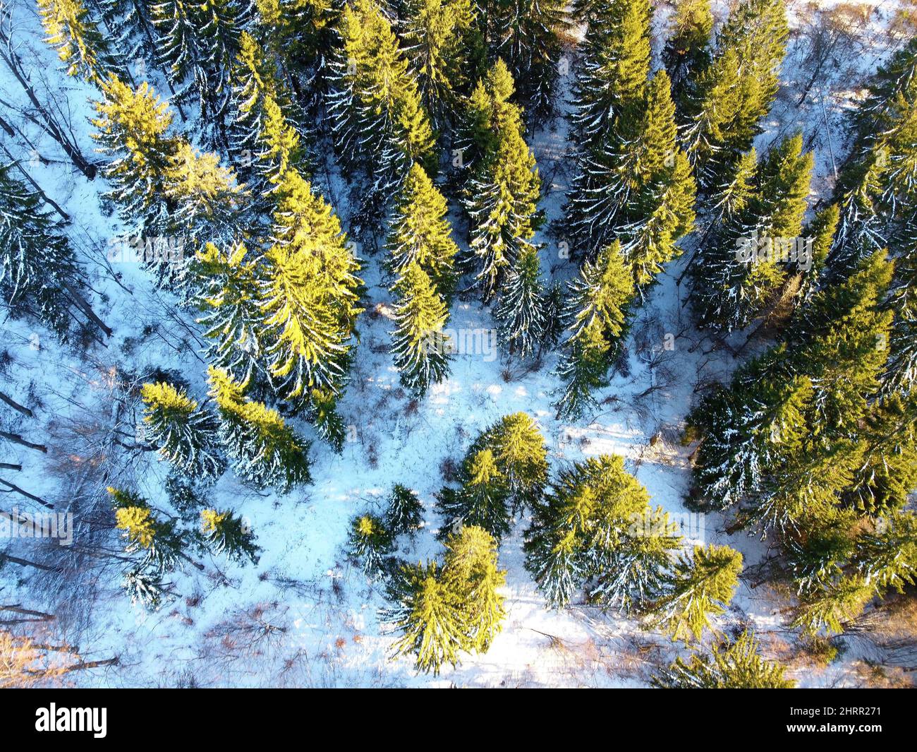Beautiful top view of snow forest Stock Photo - Alamy