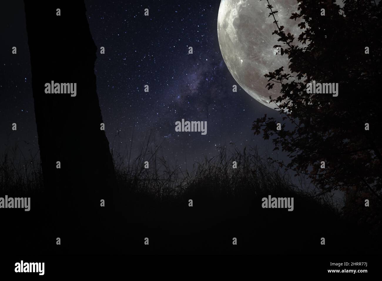 Moon through the trees hi-res stock photography and images - Alamy