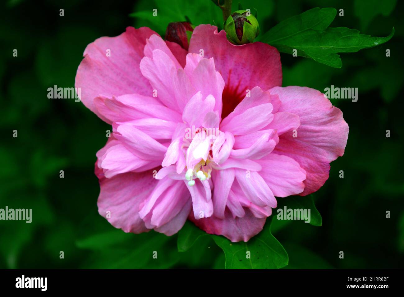 Closeup shot of Common Hibiscus Stock Photo - Alamy
