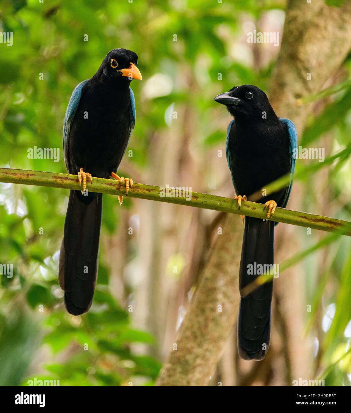 Yucatan jay hi-res stock photography and images - Alamy