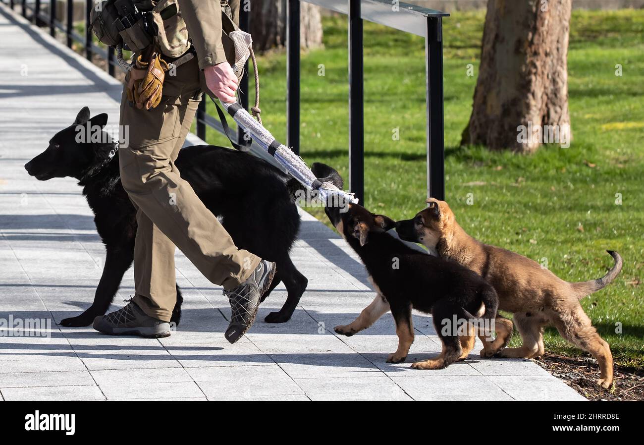 RCMP Cpl. Mike Jordan and his police service dog Lucy lead puppies that ...