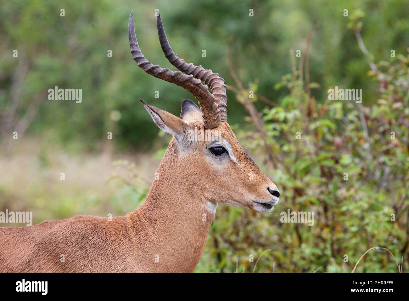 Animal profile ram wildlife hi-res stock photography and images - Alamy