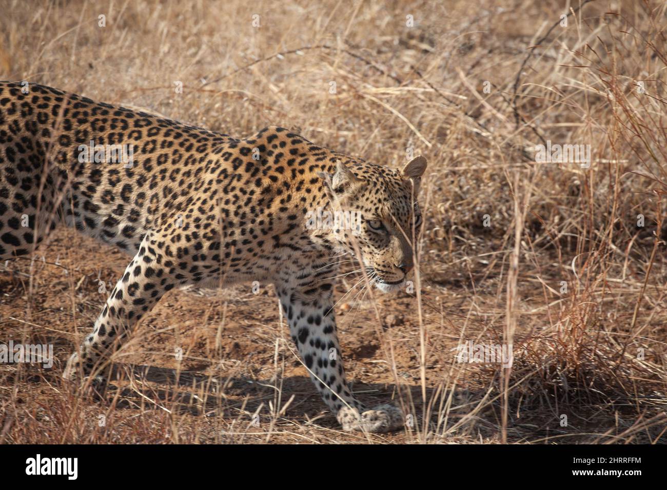 Female leopard (Pantera Pardus) prowling in the South African National ...