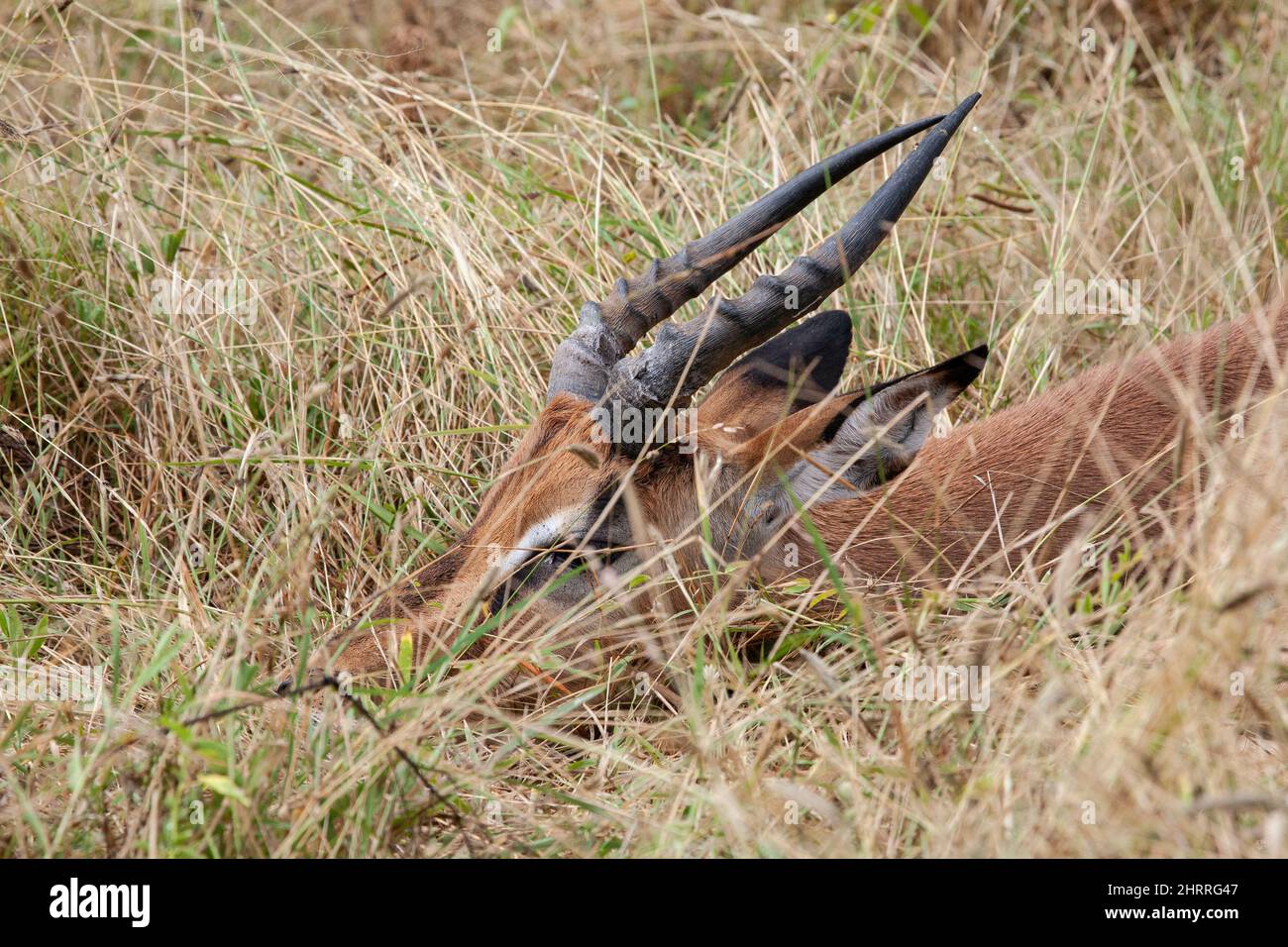 A brown impala with long, sharp horns laying in a grassy field Stock ...