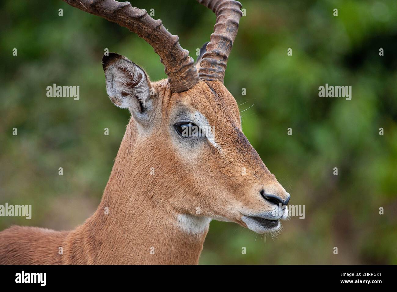 Portrait of an impala ram with long horns Stock Photo - Alamy