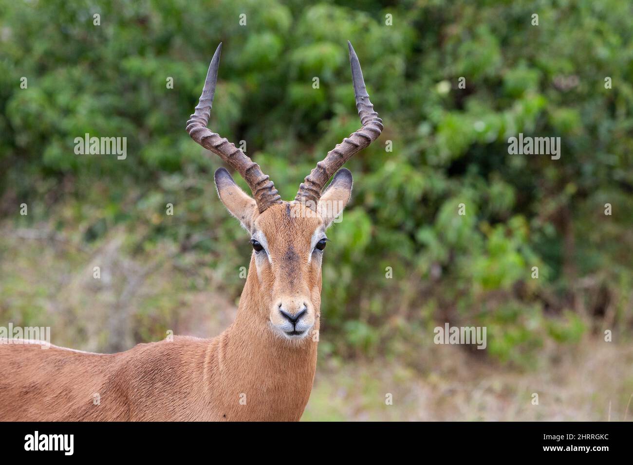 Portrait of an impala ram with long horns isolated on a blurred ...