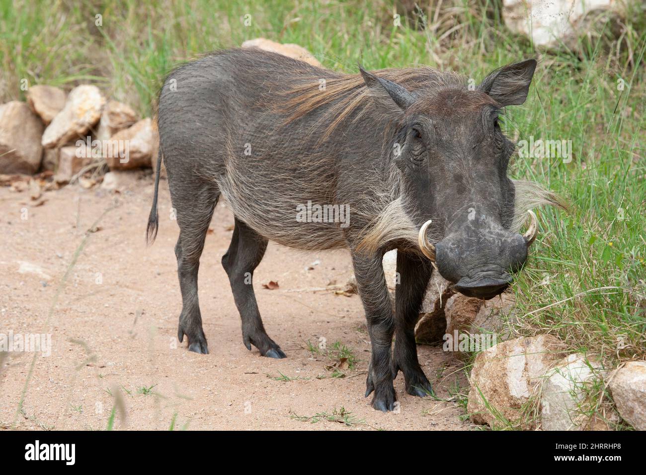 Black, hairy warthog hoof in a park Stock Photo - Alamy