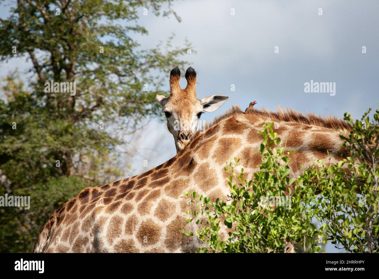 Cute giraffe behind a tall giraffe Stock Photo - Alamy