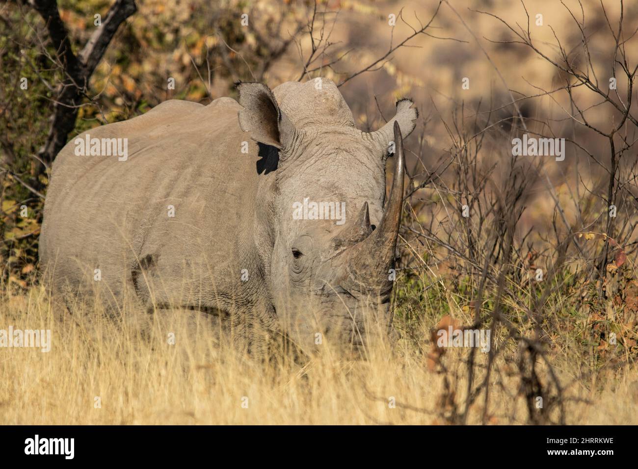 Big, grey rhinoceros in an African landscape Stock Photo - Alamy