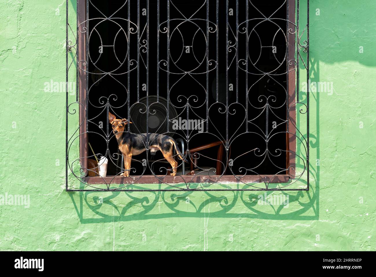 Dog standing by the window of a house Stock Photo - Alamy