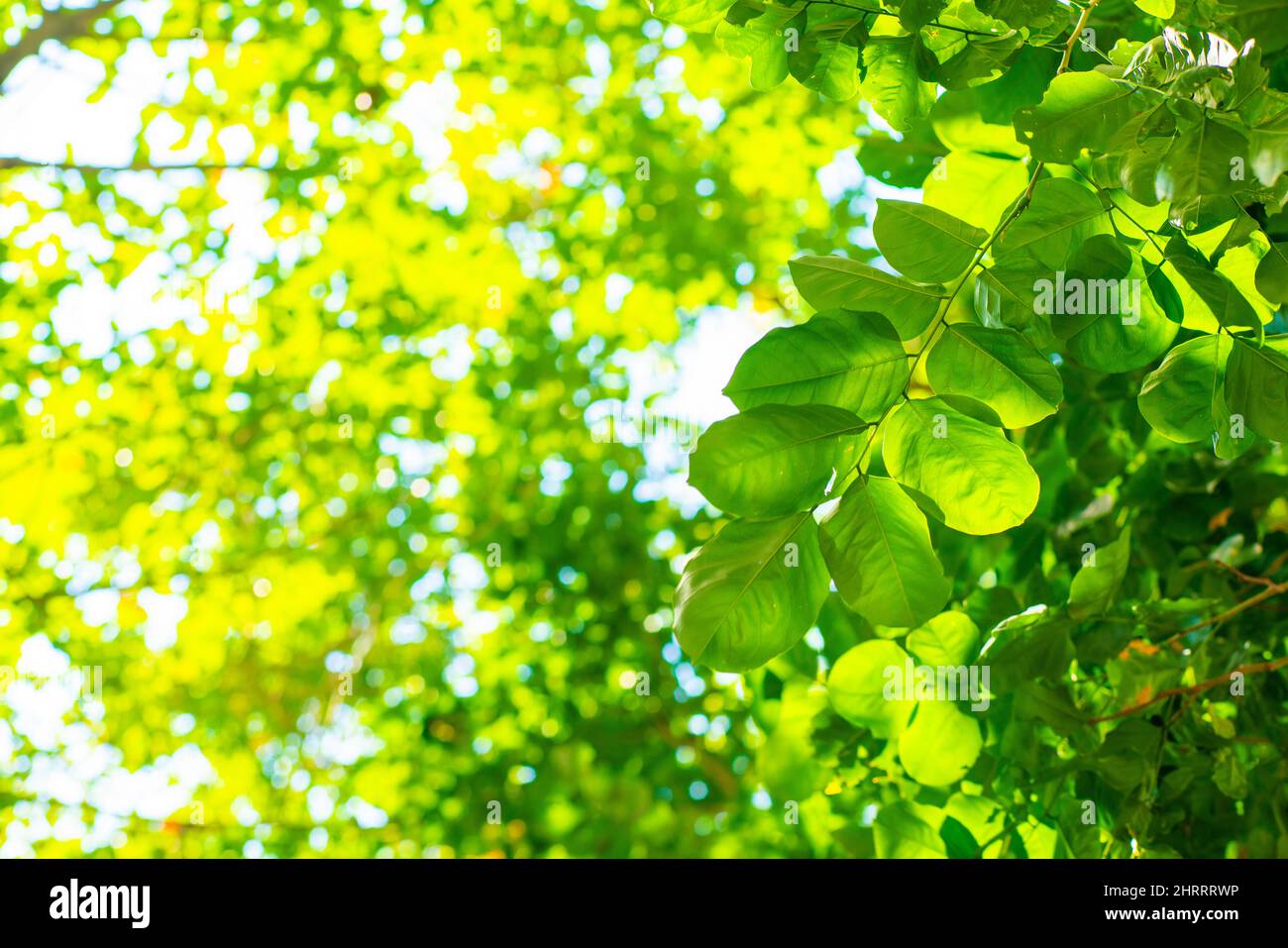 Narra tree hi-res stock photography and images - Alamy