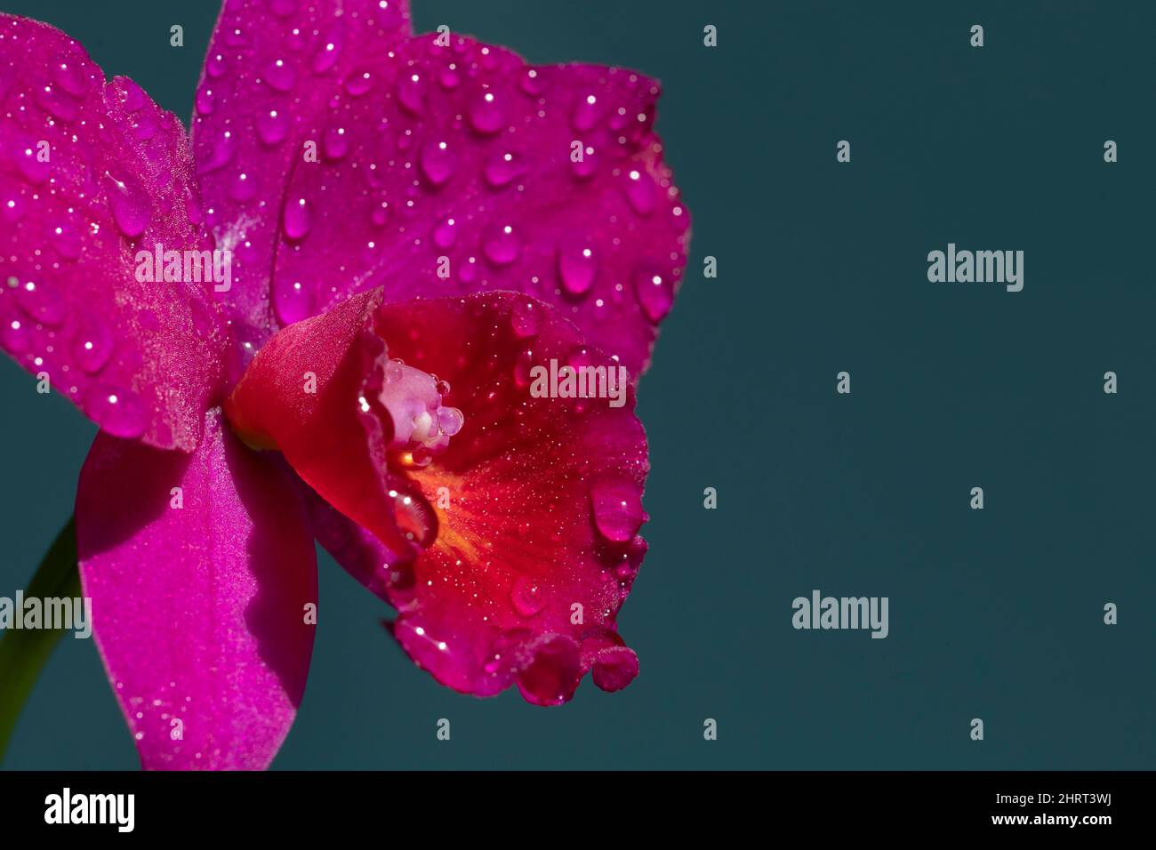 Dendrob hi-res stock photography and images - Alamy