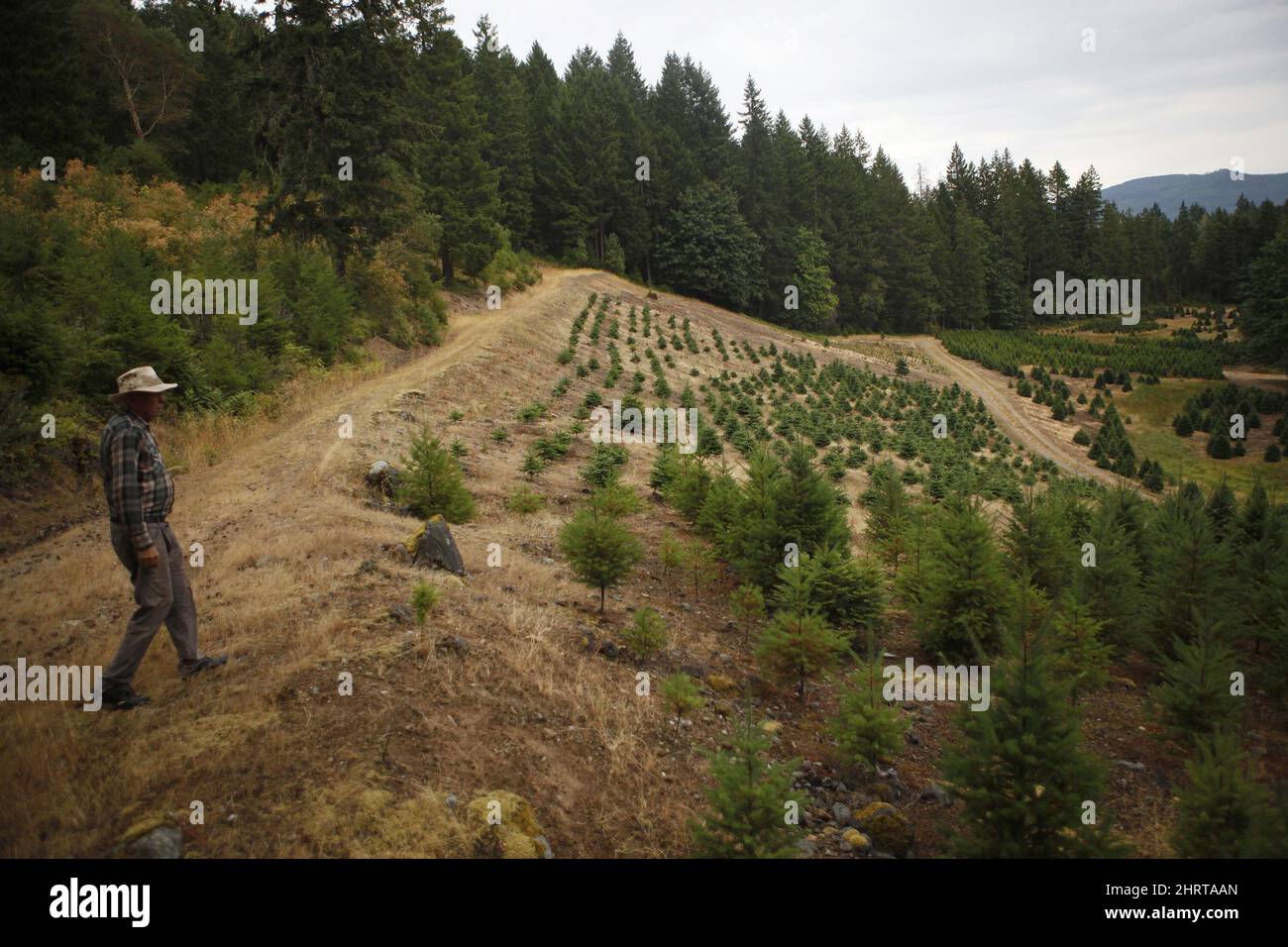 Sahtlam Tree Farm owner Robert Russell is photographed looking over ...