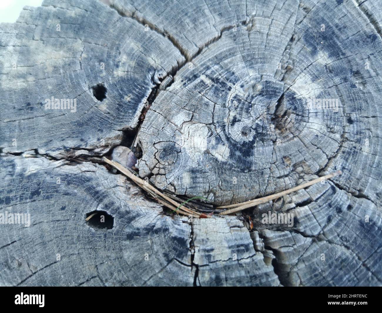 Top view of an old tree stump Stock Photo - Alamy