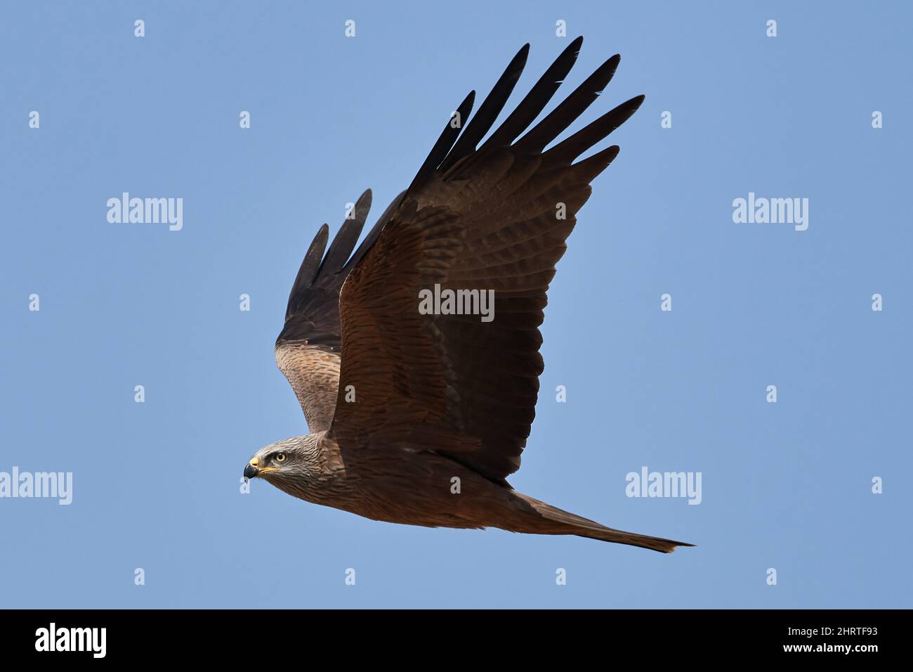 Closeup of a Bat hawk flying in the air Stock Photo - Alamy
