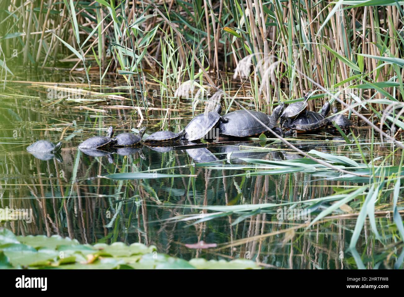 Closeup of turtles in the lake Stock Photo - Alamy