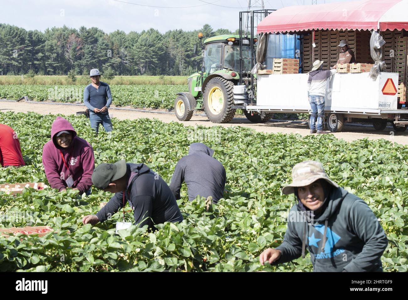 Mexican and Guatemalan workers pick strawberries at the Faucher ...
