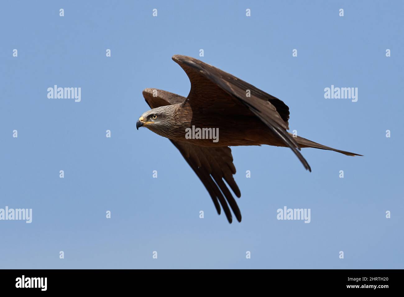 Closeup of a Bat hawk flying in the air Stock Photo - Alamy