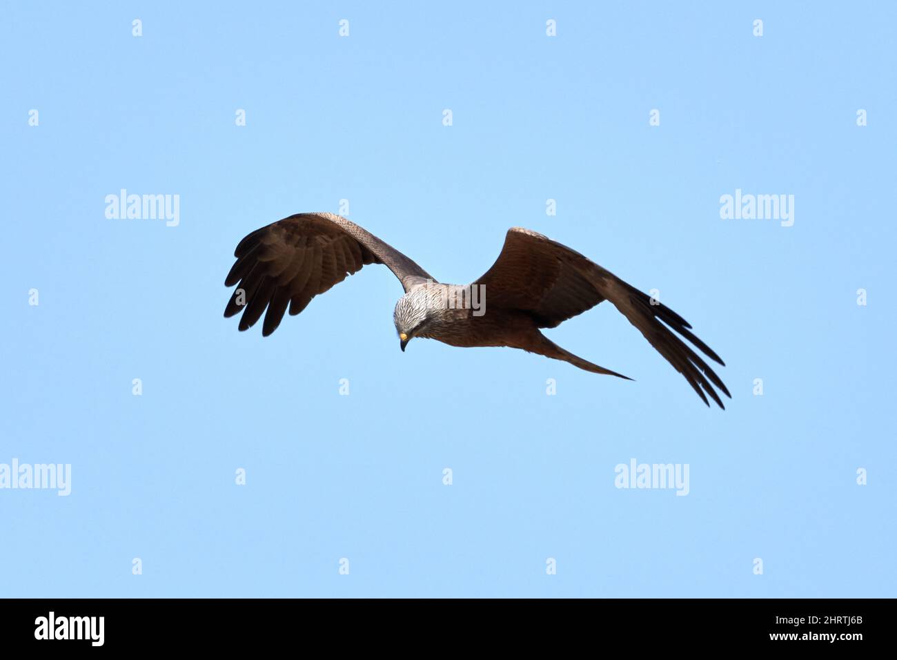 Closeup of a Bat hawk flying in the air Stock Photo - Alamy