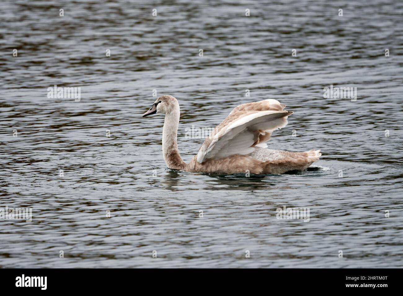 Lakeland florida swan hi-res stock photography and images - Alamy