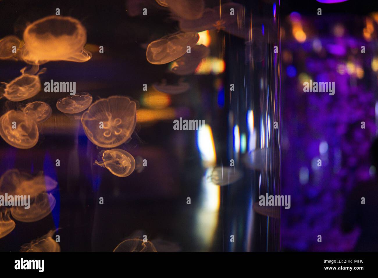 Jellyfish at the Marine Museum Stock Photo - Alamy