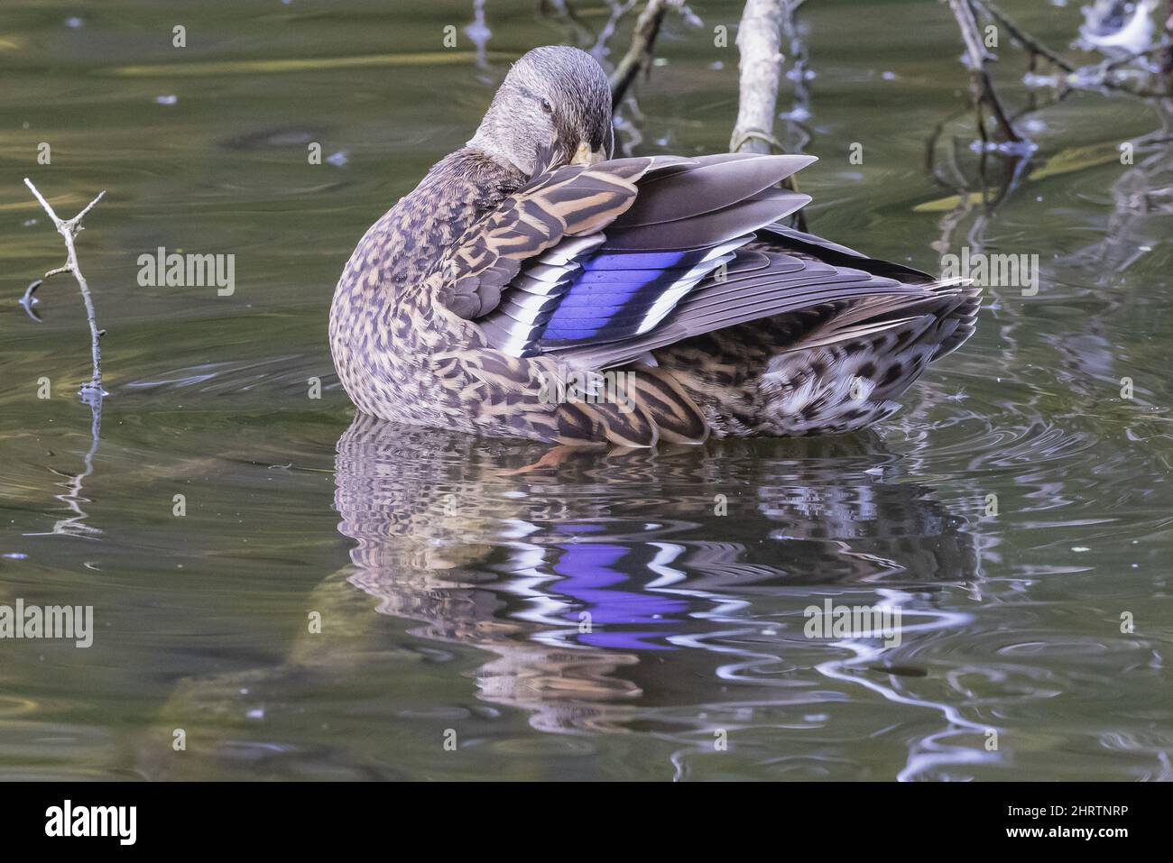 Closeup of a violet duck swimming in the water, hiding its head in the ...