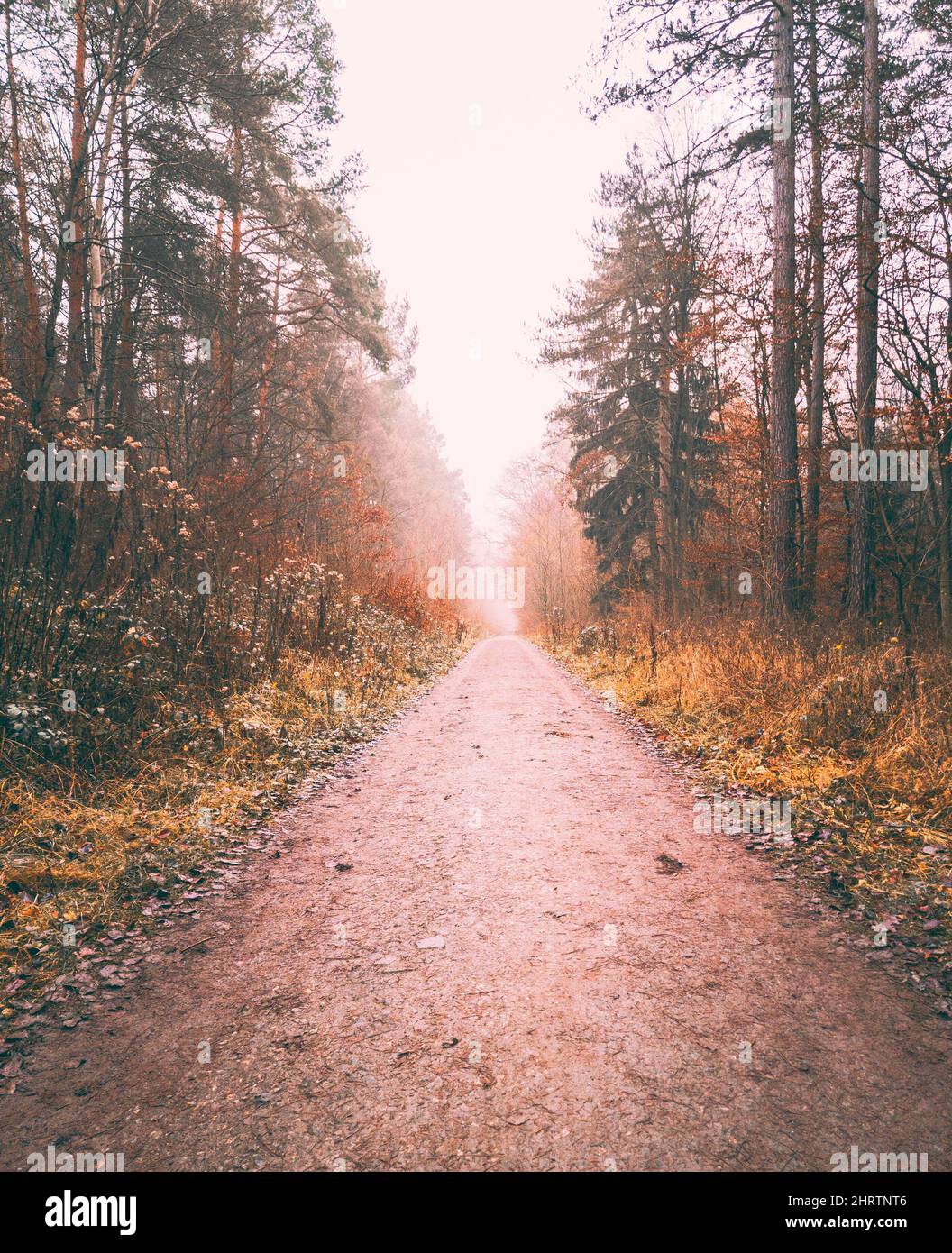 Vertical of an empty trail between foliage pine forests covered with ...