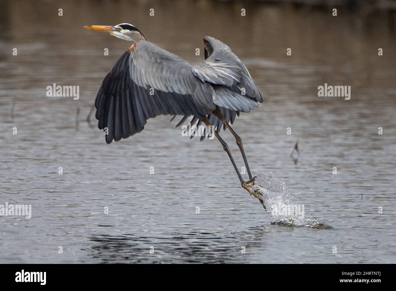 Closeup of a great blue heron taking off, making waves in the tranquil ...