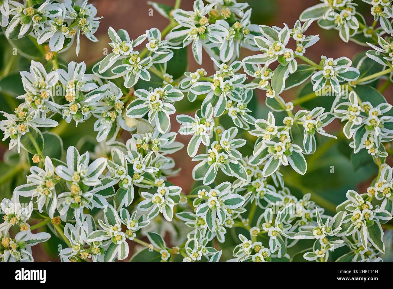 the beautiful bush blooming with white flowers Stock Photo - Alamy