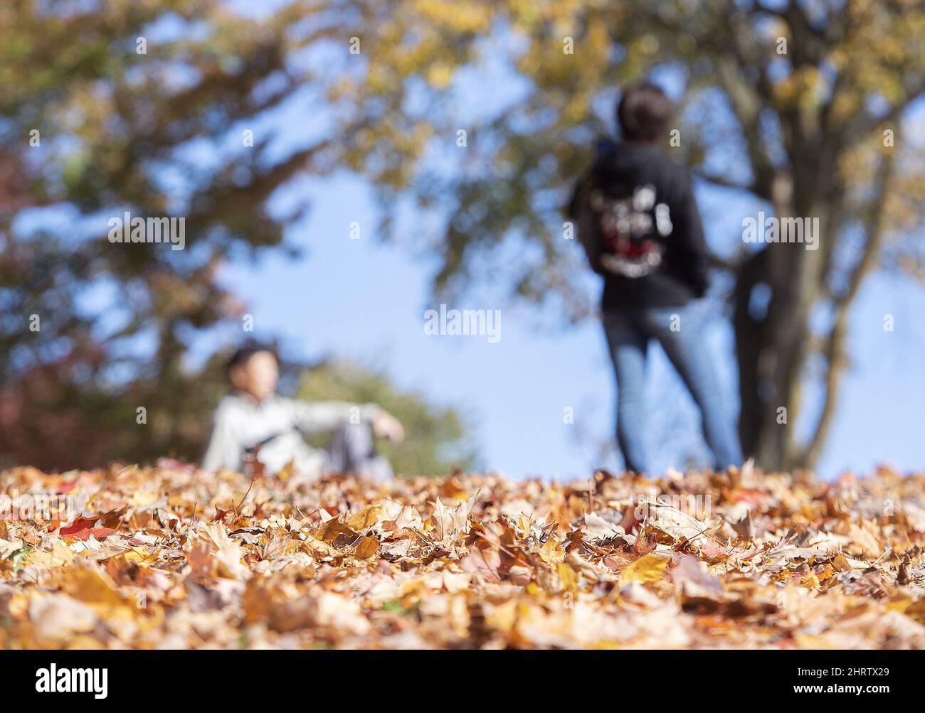 Fallen leaves are shown as people pose for photos on Mount Royal on a ...
