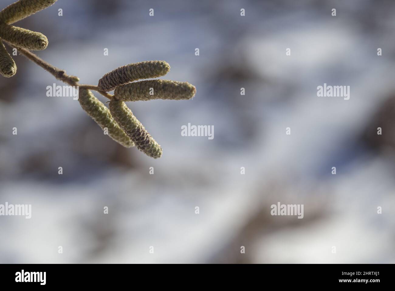 Closeup of common hazel corylus avelana branch Stock Photo - Alamy