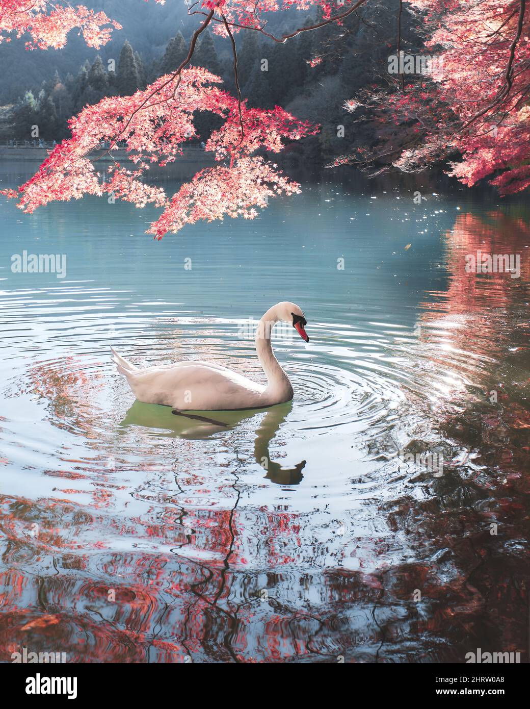 Vertical shot of a swan swimming in the lake in Japan Stock Photo - Alamy