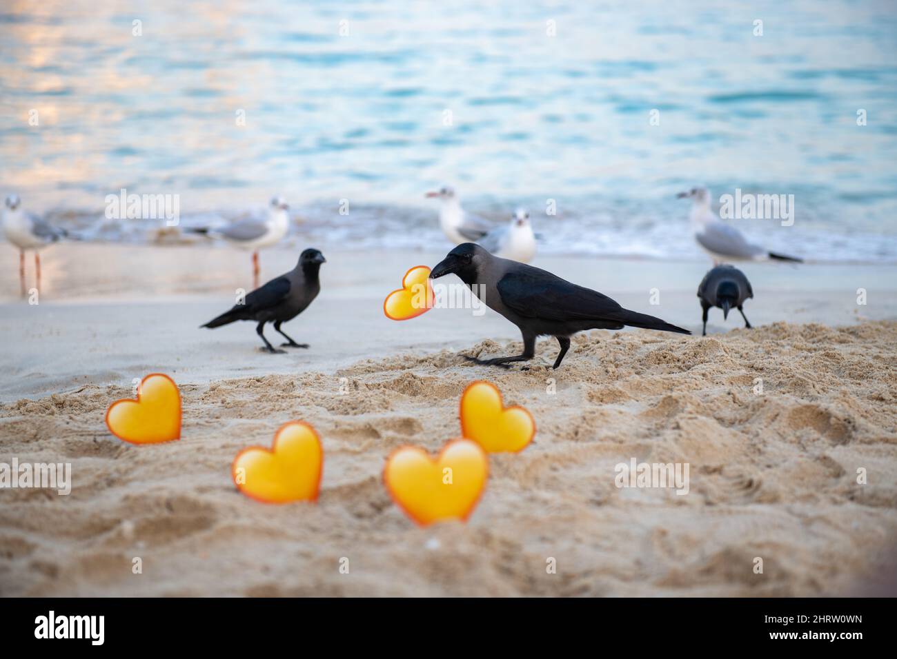 crow holding a yellow heart in its beak on the beach Stock Photo - Alamy