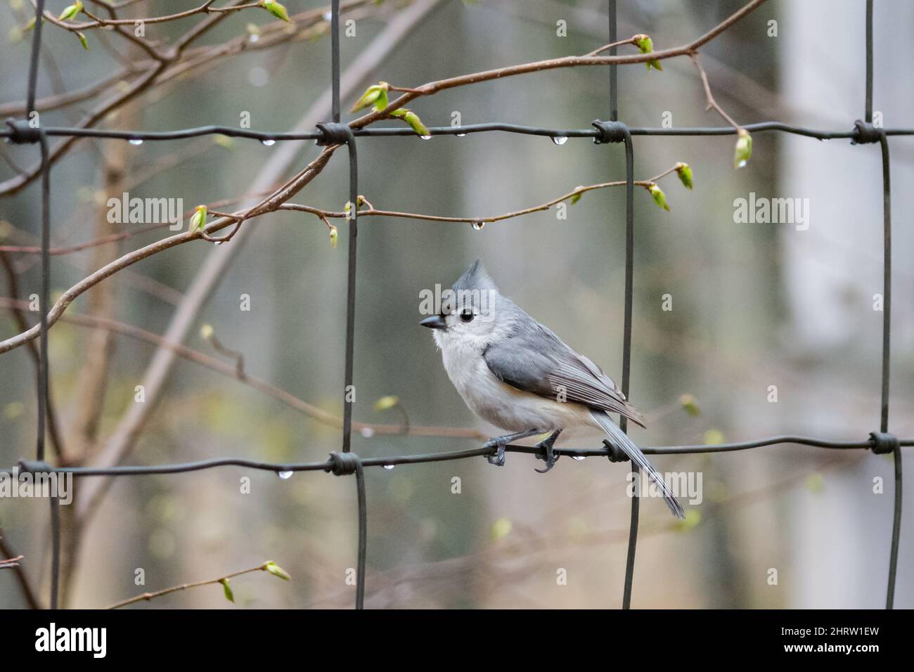 Tufted titmouse nest hi-res stock photography and images - Alamy