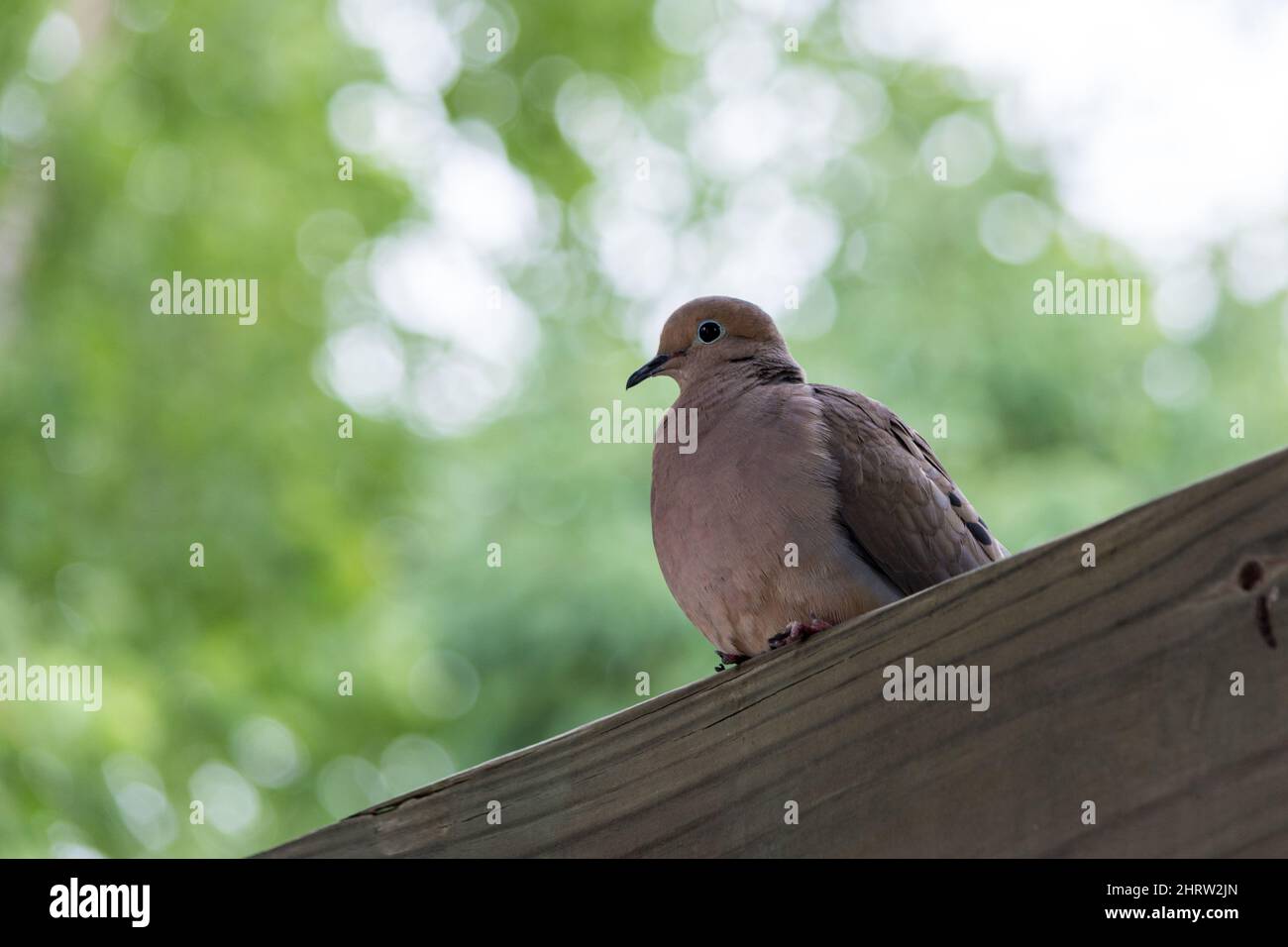 Low angle shot of a dove resting on a girder Stock Photo - Alamy