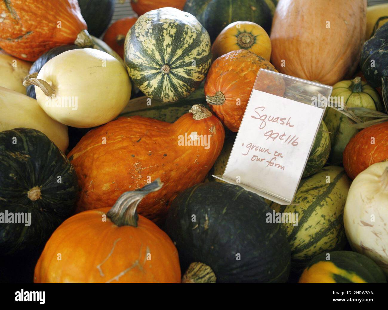 Some of this year's squash crop on display at the Jungle Farm near ...