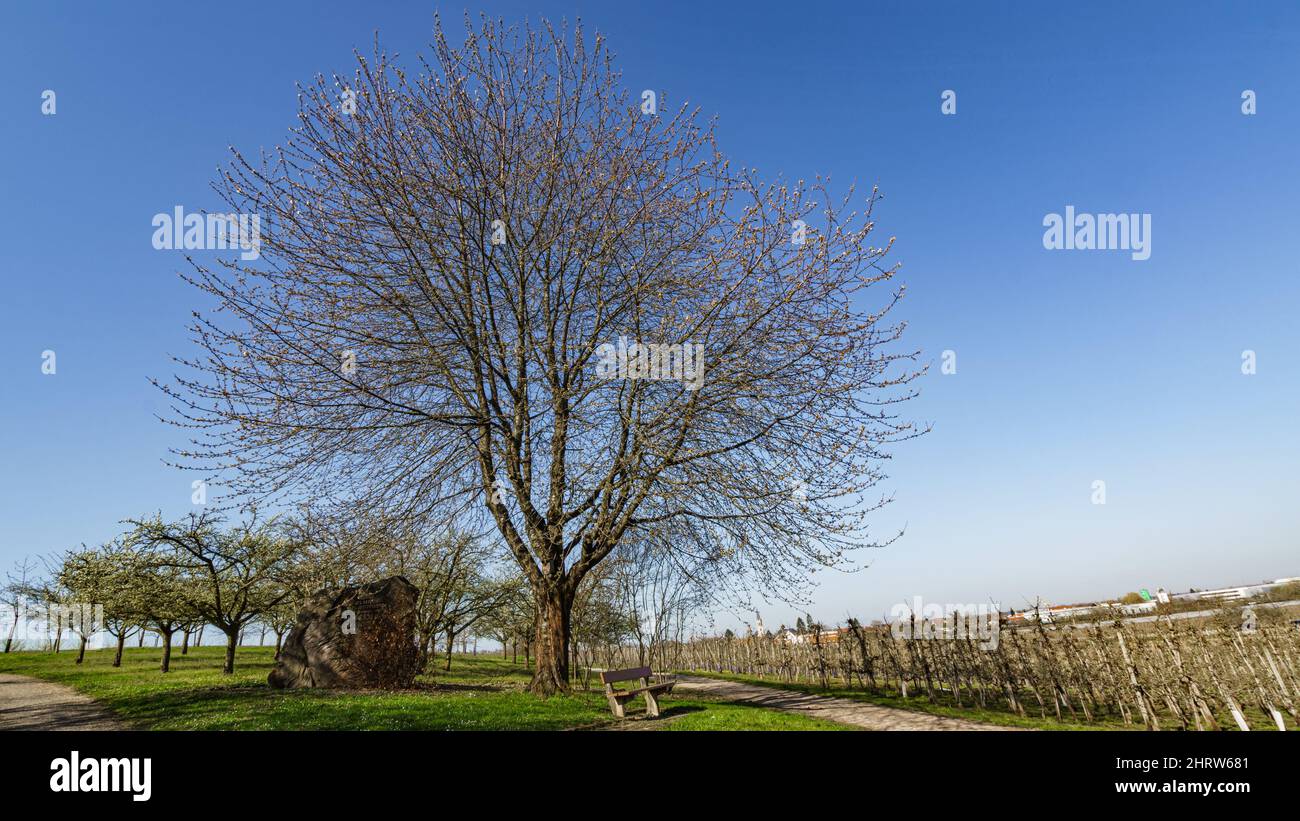 Agricultural field with trees under a blue sky Stock Photo - Alamy