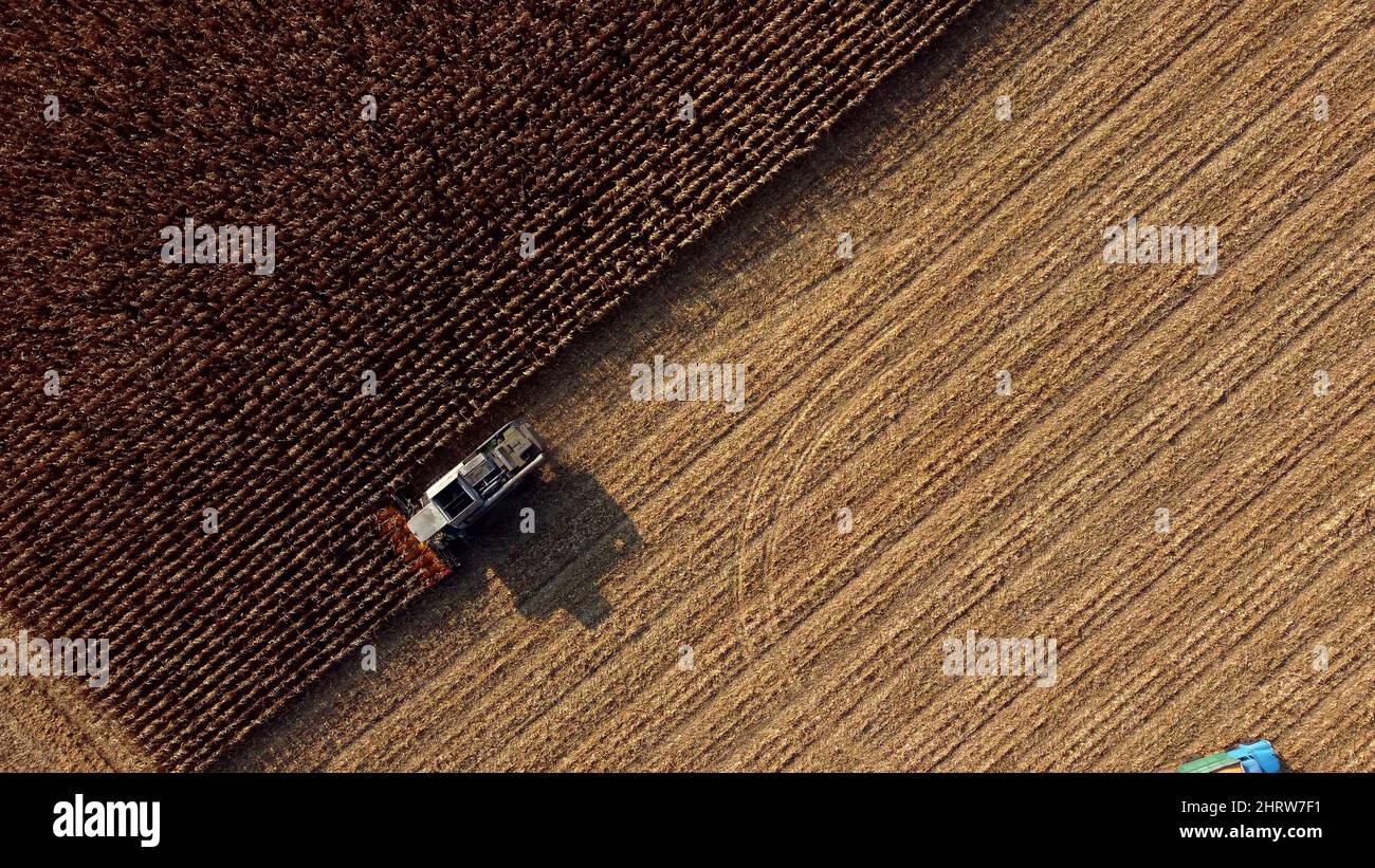 Aerial Drone View Flight Over Combine Harvester that Reaps Dry Corn in ...